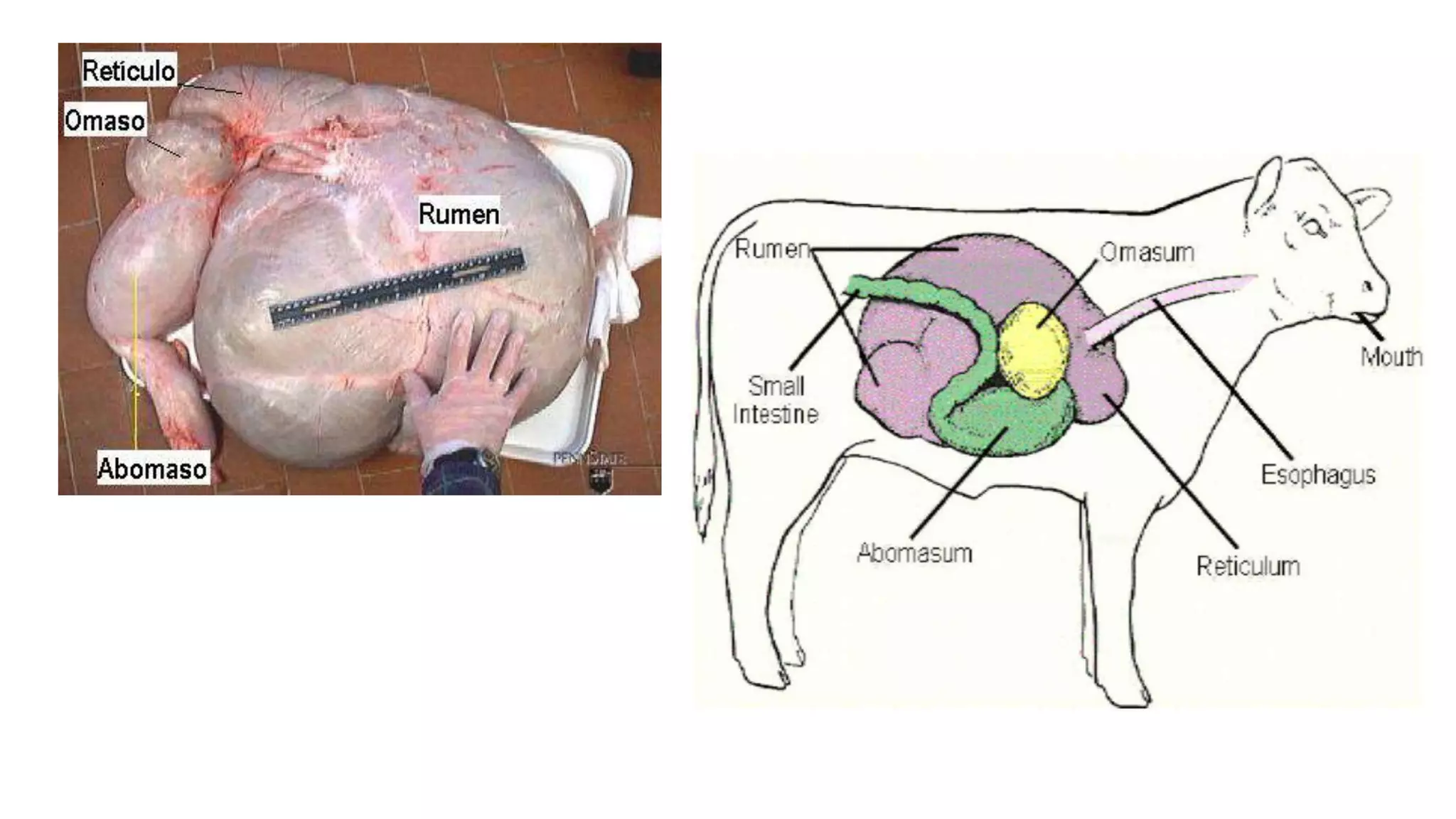 Anatomía y fisiología del aparato digestivo de los rumiantes | PPTX ...