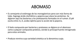 Anatomía y fisiología del aparato digestivo de los rumiantes | PPTX