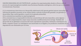 ANATOMÍA Y FISIOLOGÍA DEL APARATO REPRODUCTOR | PPTX