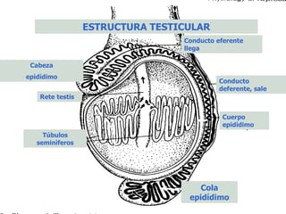 Anatomía y fisiología del aparato reproductor.ppt