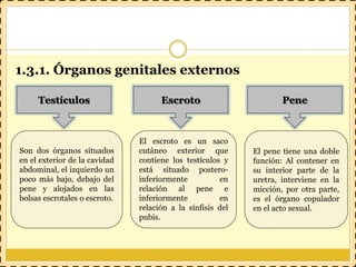 Anatomía y fisiología del aparato reproductor masculino | PPTX