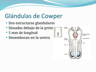 ANATOMÍA Y FISIOLOGÍA DEL APARATO REPRODUCTOR MASCULINO.pptx
