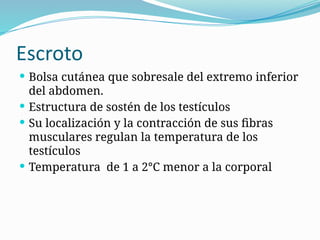 ANATOMÍA Y FISIOLOGÍA DEL APARATO REPRODUCTOR MASCULINO.pptx