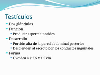 ANATOMÍA Y FISIOLOGÍA DEL APARATO REPRODUCTOR MASCULINO.pptx