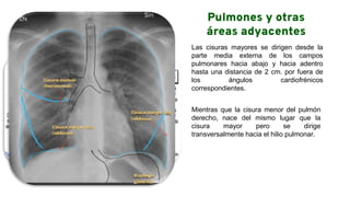 Anatomía y fisiología del aparato respiratorio.pptx