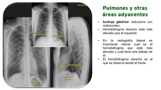 Anatomía y fisiología del aparato respiratorio.pptx