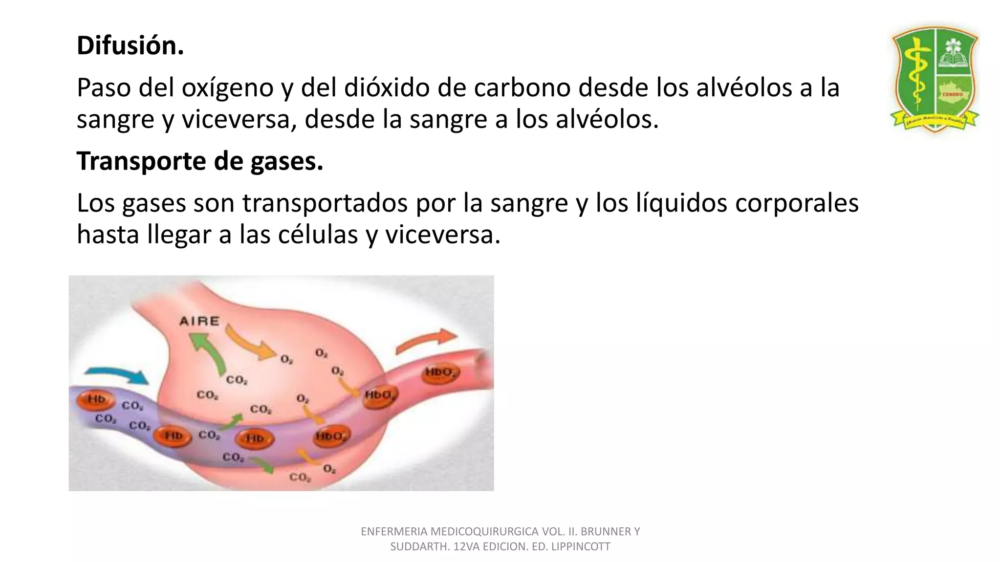 Anatomía y fisiología del aparato respiratorio.pptx | Lung and ...
