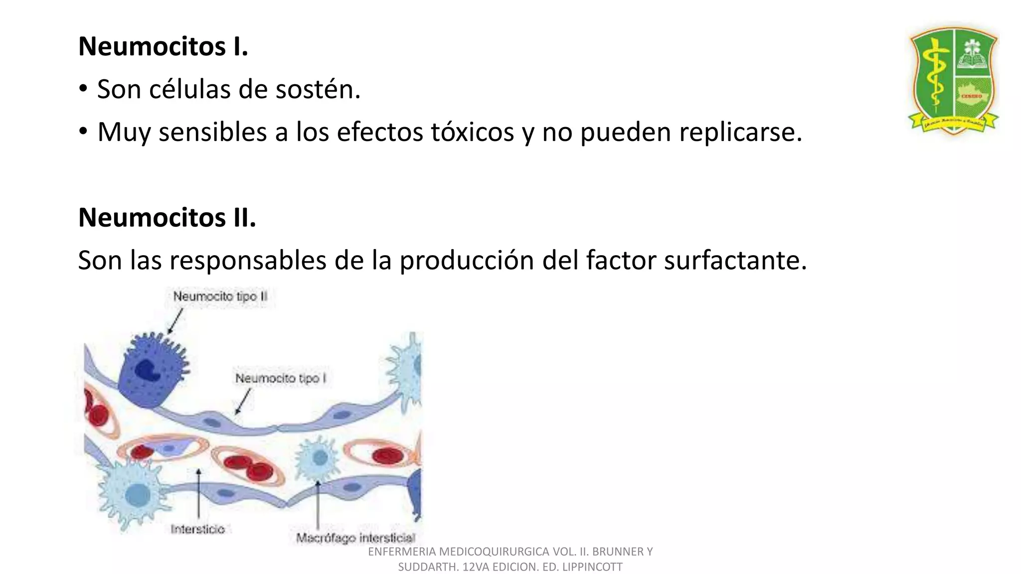 Anatomía y fisiología del aparato respiratorio.pptx | Lung and ...