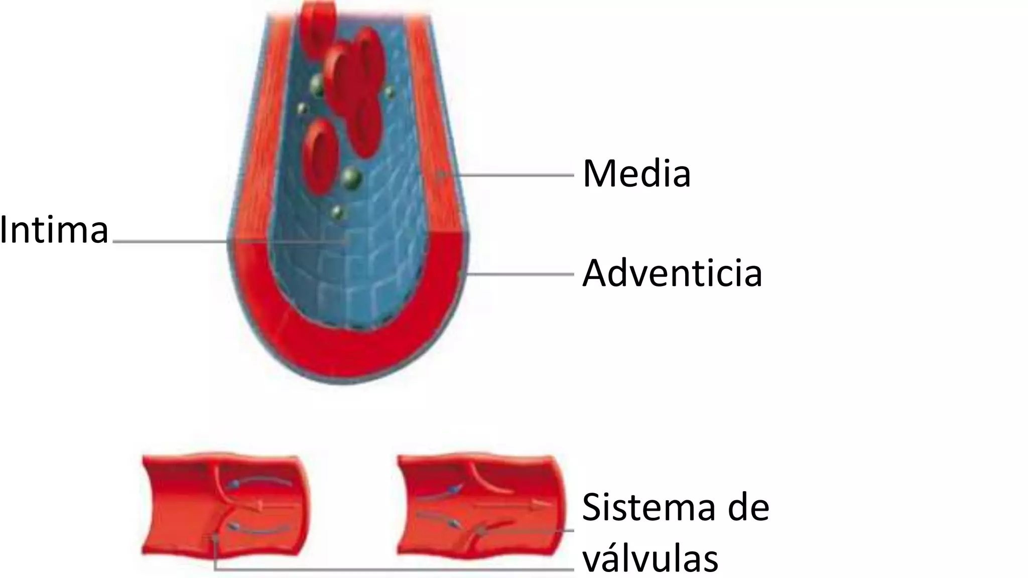 Anatomía y fisiología del aparato respiratorio.pptx | Lung and ...