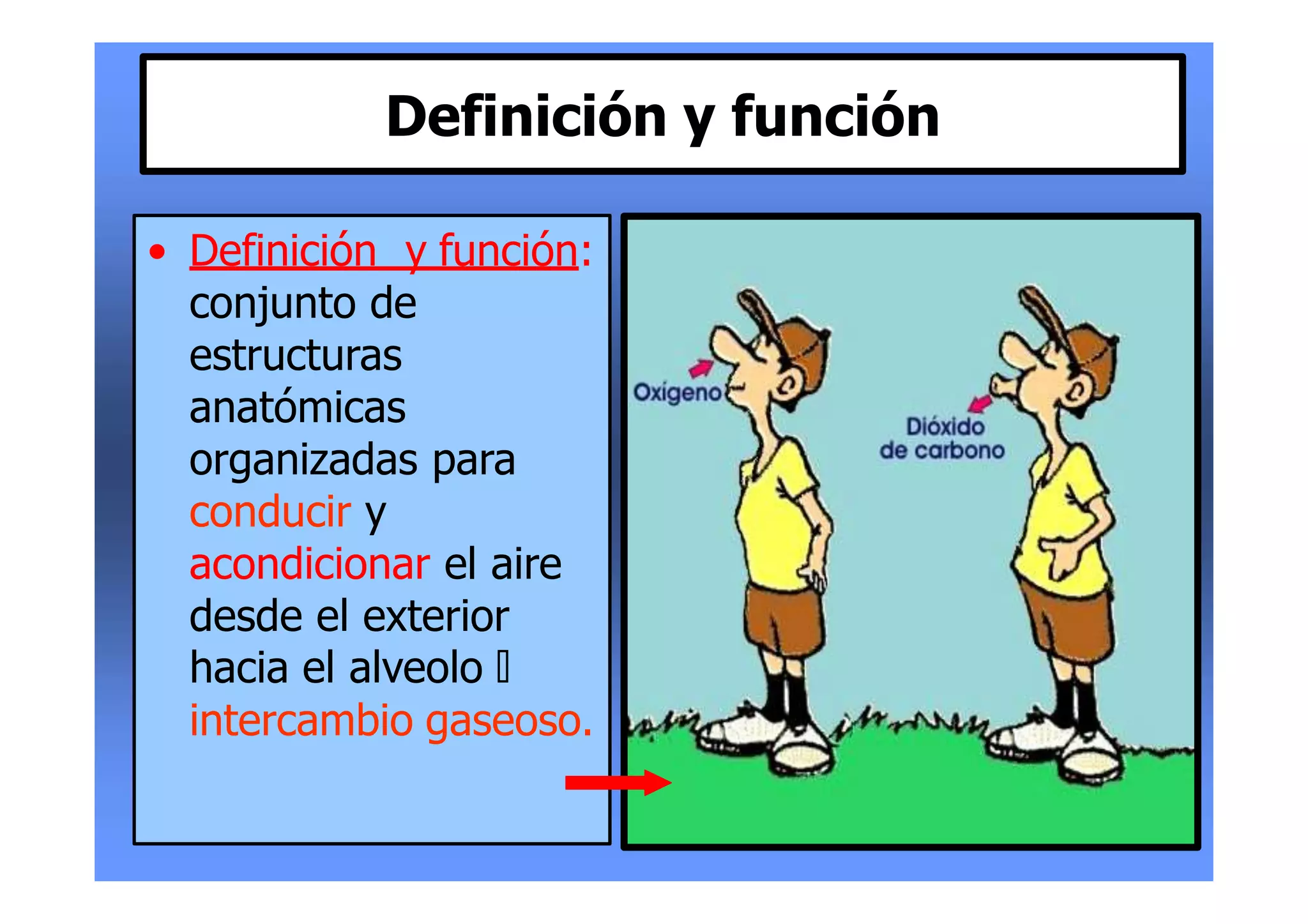 Anatom_a y fisiolog_a del aparato respiratorio.pptx | Lung and ...