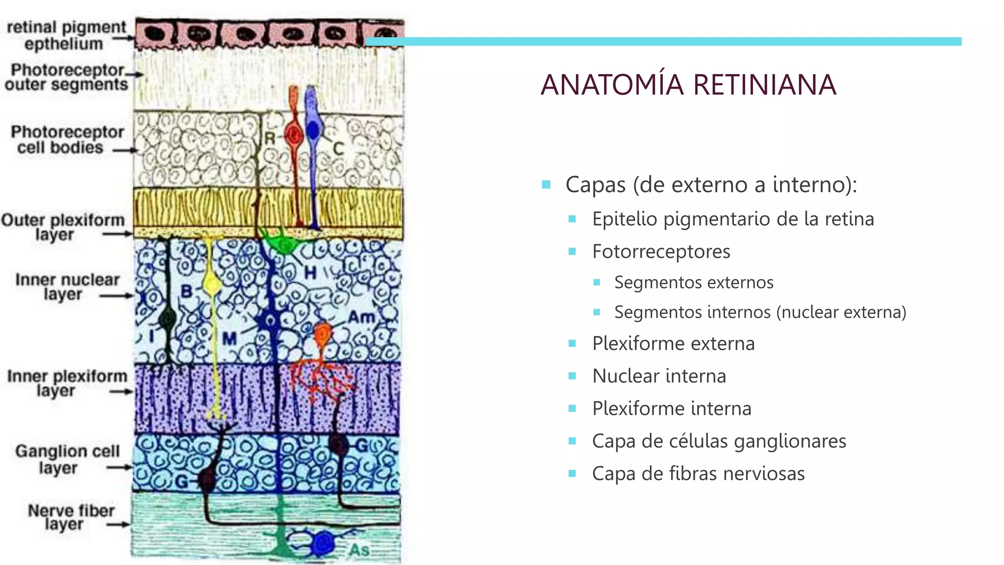 Anatomía y Fisiología de la Retina.pptx