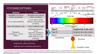 Anatomía y Fisiología de la Retina.pptx
