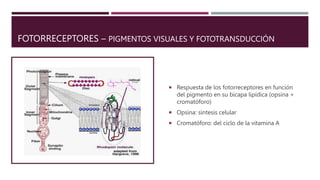 Anatomía y Fisiología de la Retina.pptx