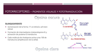 Anatomía y Fisiología de la Retina.pptx