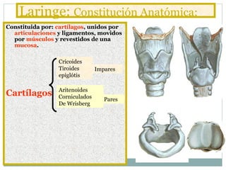 Anatomía y fisiología de laringe | PPT