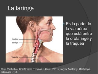 Anatomía y fisiología de laringe slideshare | PPTX