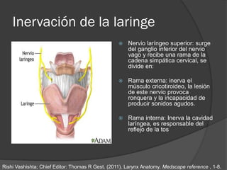 Anatomía y fisiología de laringe slideshare | PPTX