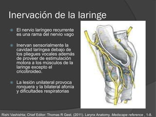 Anatomía y fisiología de laringe slideshare | PPTX