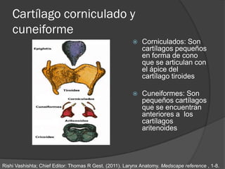 Anatomía y fisiología de laringe slideshare | PPTX