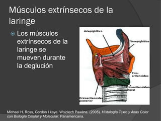 Músculos Extrínsecos De La Laringe