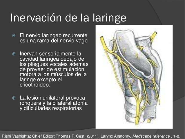 Anatomía y fisiología de laringe slideshare