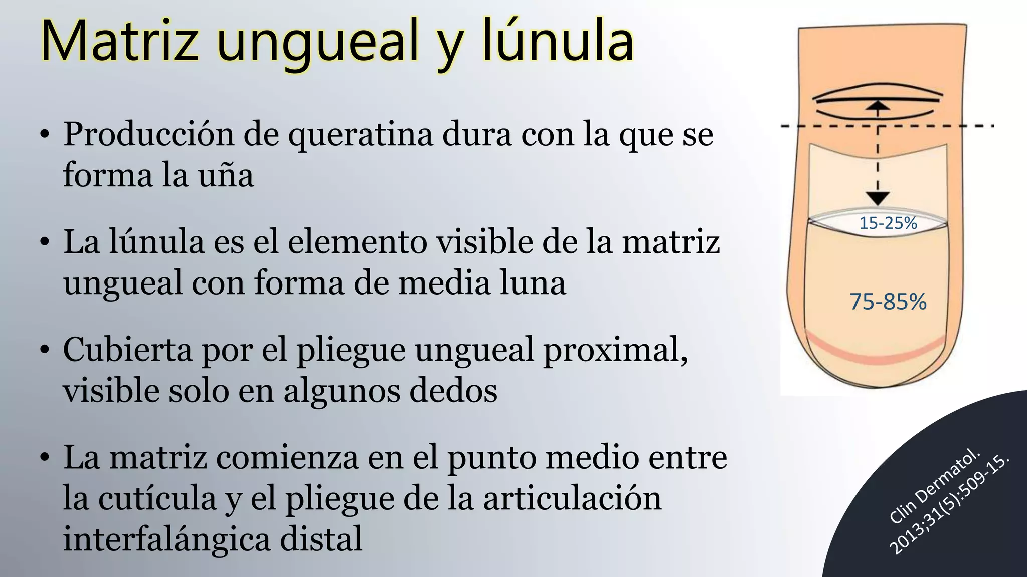 Anatomía y Fisiología de las Uñas | PPTX