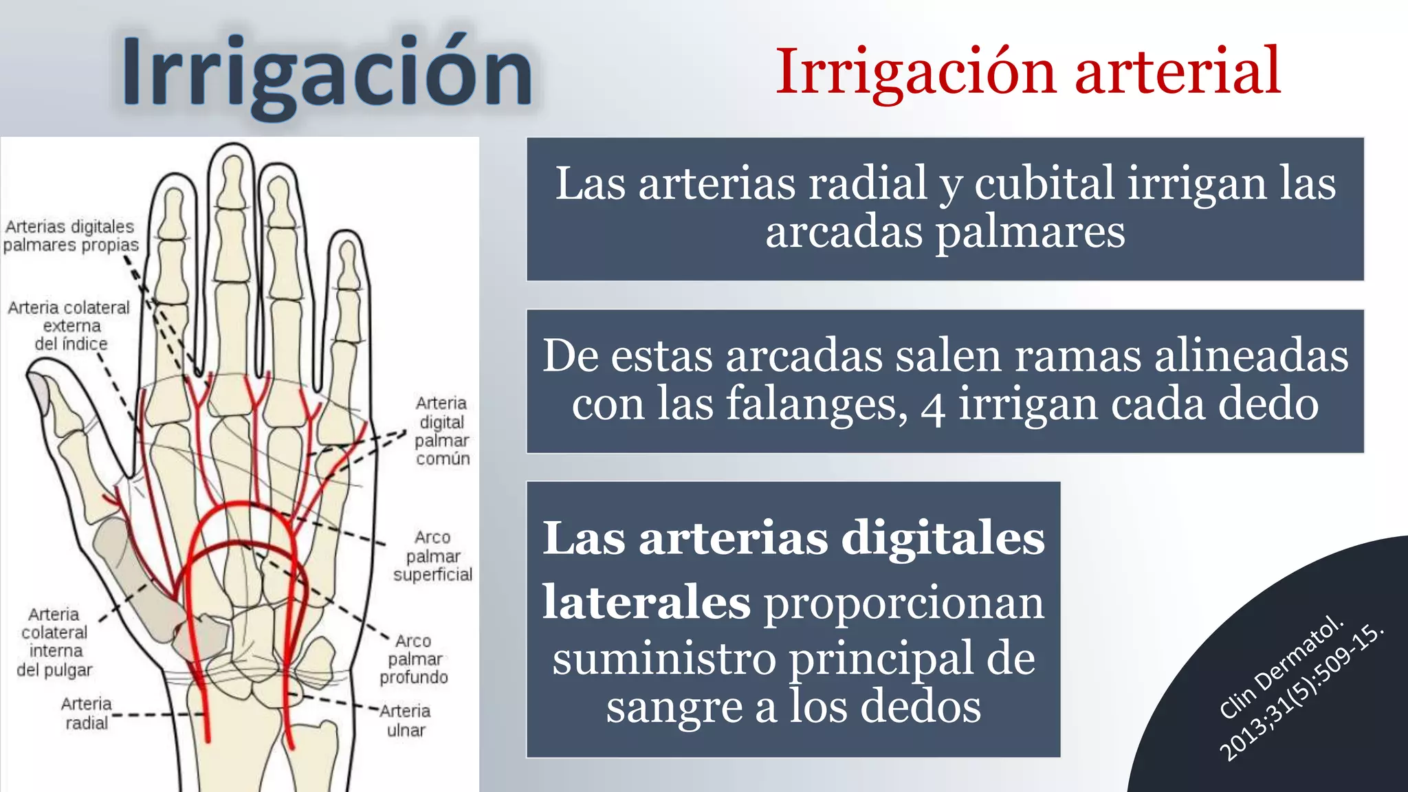 Anatomía y Fisiología de las Uñas | PPTX
