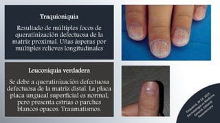 Anatomía y Fisiología de las Uñas | PPTX