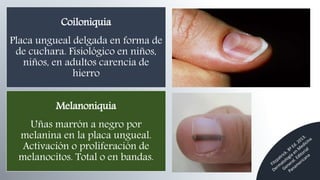 Anatomía y Fisiología de las Uñas | PPTX