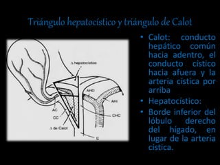 Anatomía y fisiología de las vías biliares | PPTX