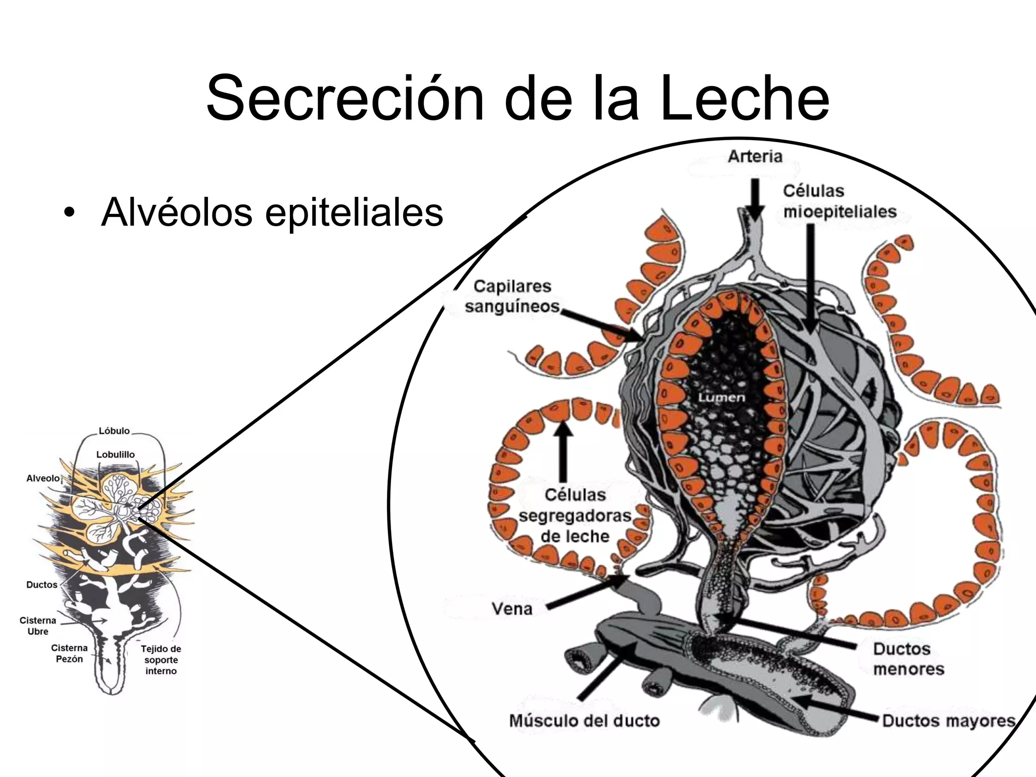 Anatomía y Fisiología de la Ubre.ppt