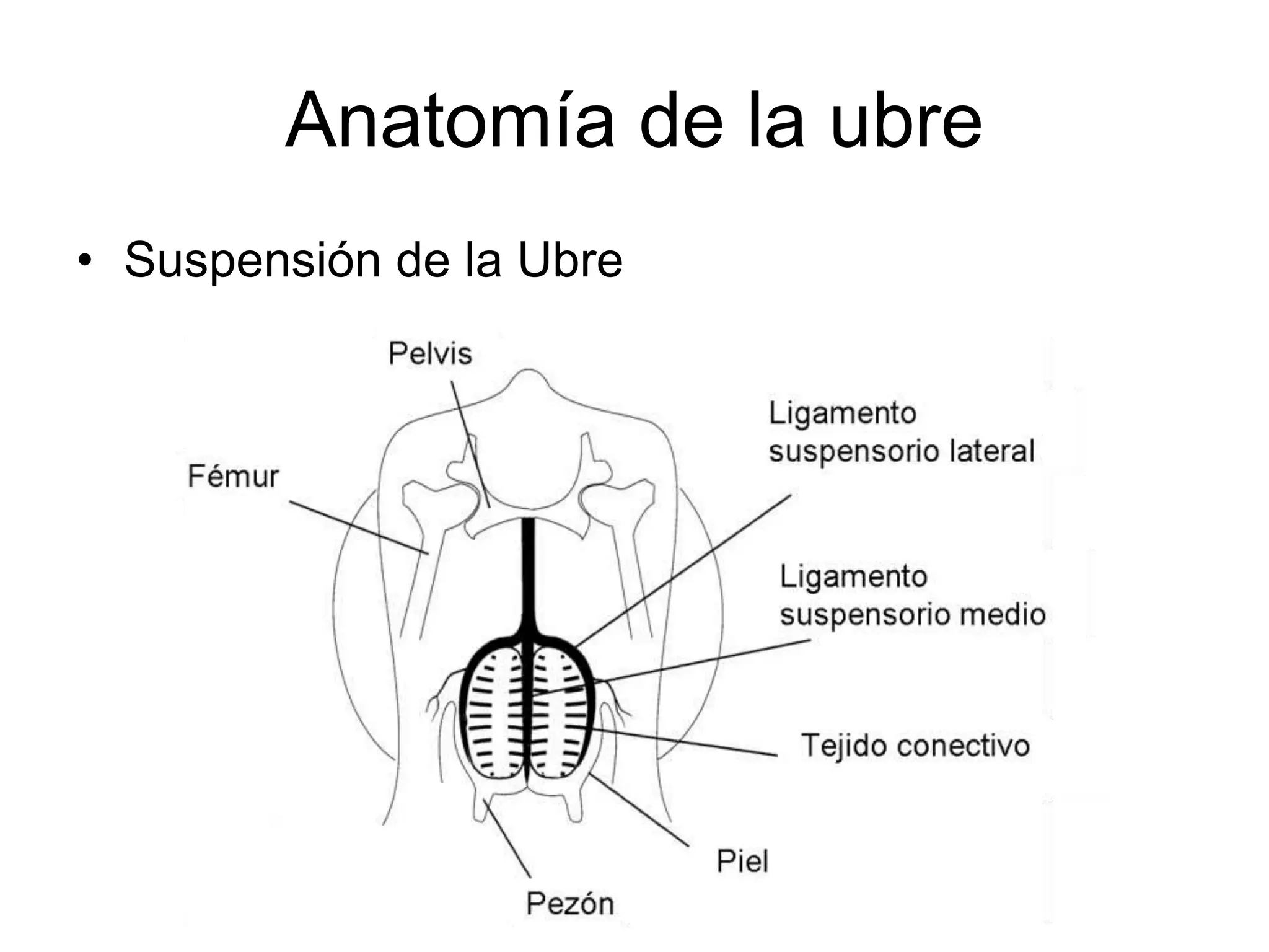 Anatomía y Fisiología de la Ubre.ppt
