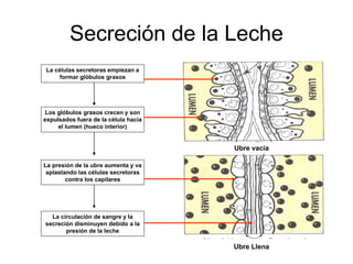 Anatomía y Fisiología de la Ubre.ppt