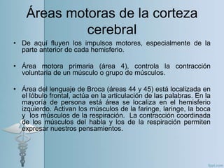 Anatomía y fisiología del cerebro | PPTX