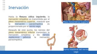 Anatomía y fisiología del colon y recto anal.pptx