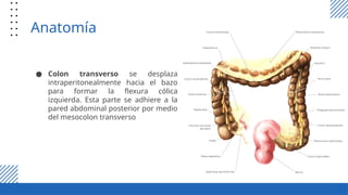 Anatomía y fisiología del colon y recto anal.pptx
