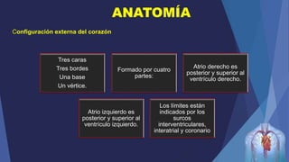 ANATOMÍA Y FISIOLOGÍA DEL CORAZÓN a.pptx
