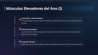 Anatomía y Fisiología del Diafragma Pélvico | PPTX