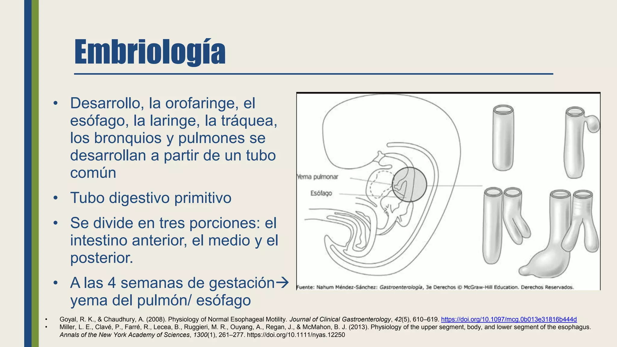 Anatomía y Fisiología del Esófago.pptx
