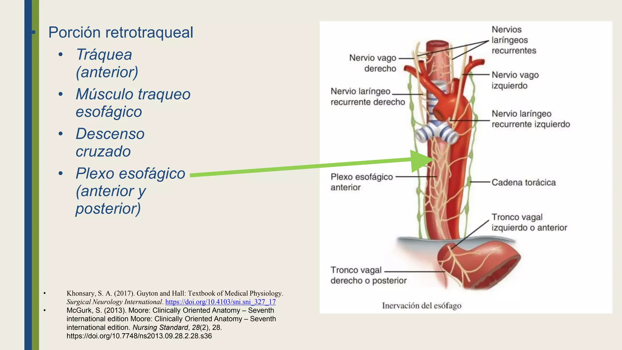 Anatomía y Fisiología del Esófago.pptx