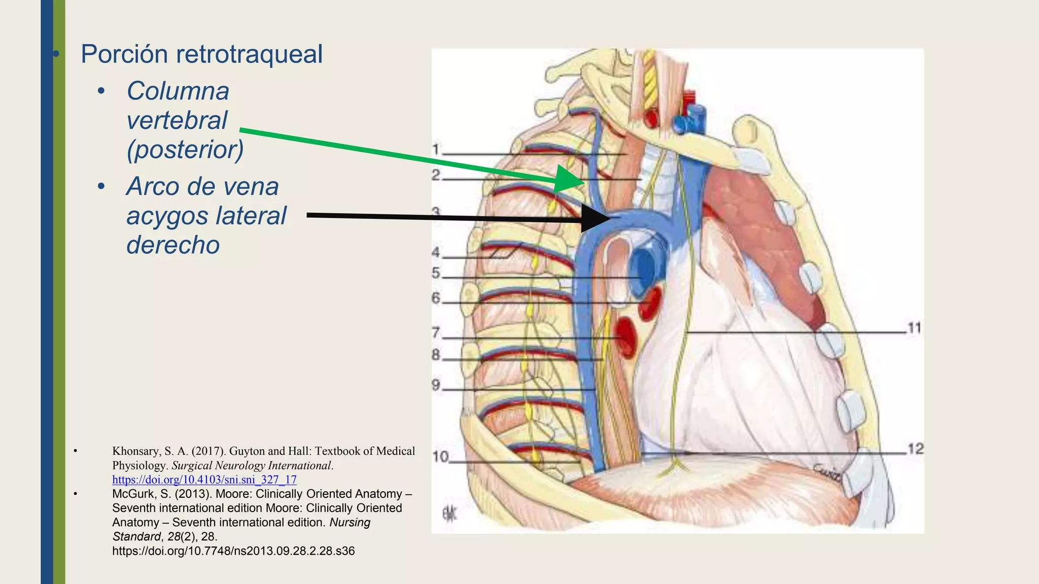 Anatomía y Fisiología del Esófago.pptx