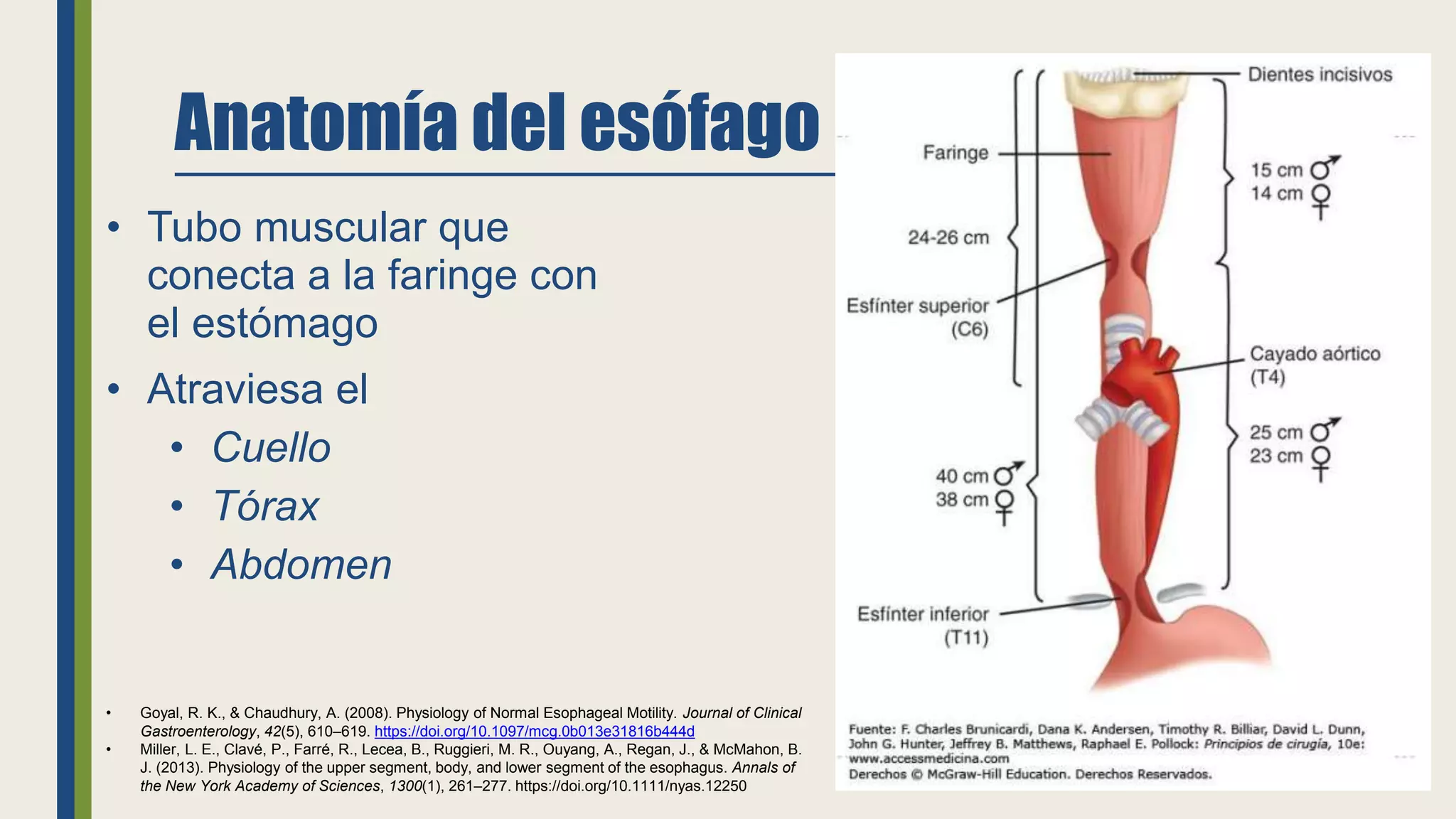 Anatomía y Fisiología del Esófago.pptx