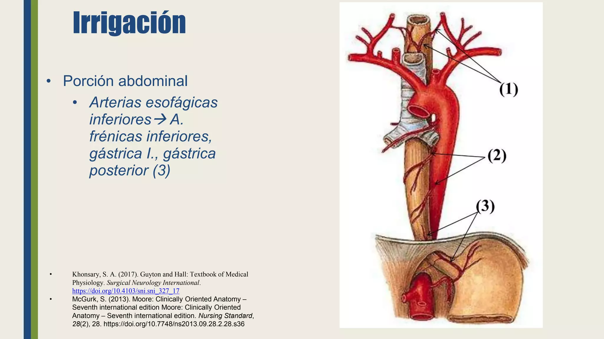 Anatomía y Fisiología del Esófago.pptx