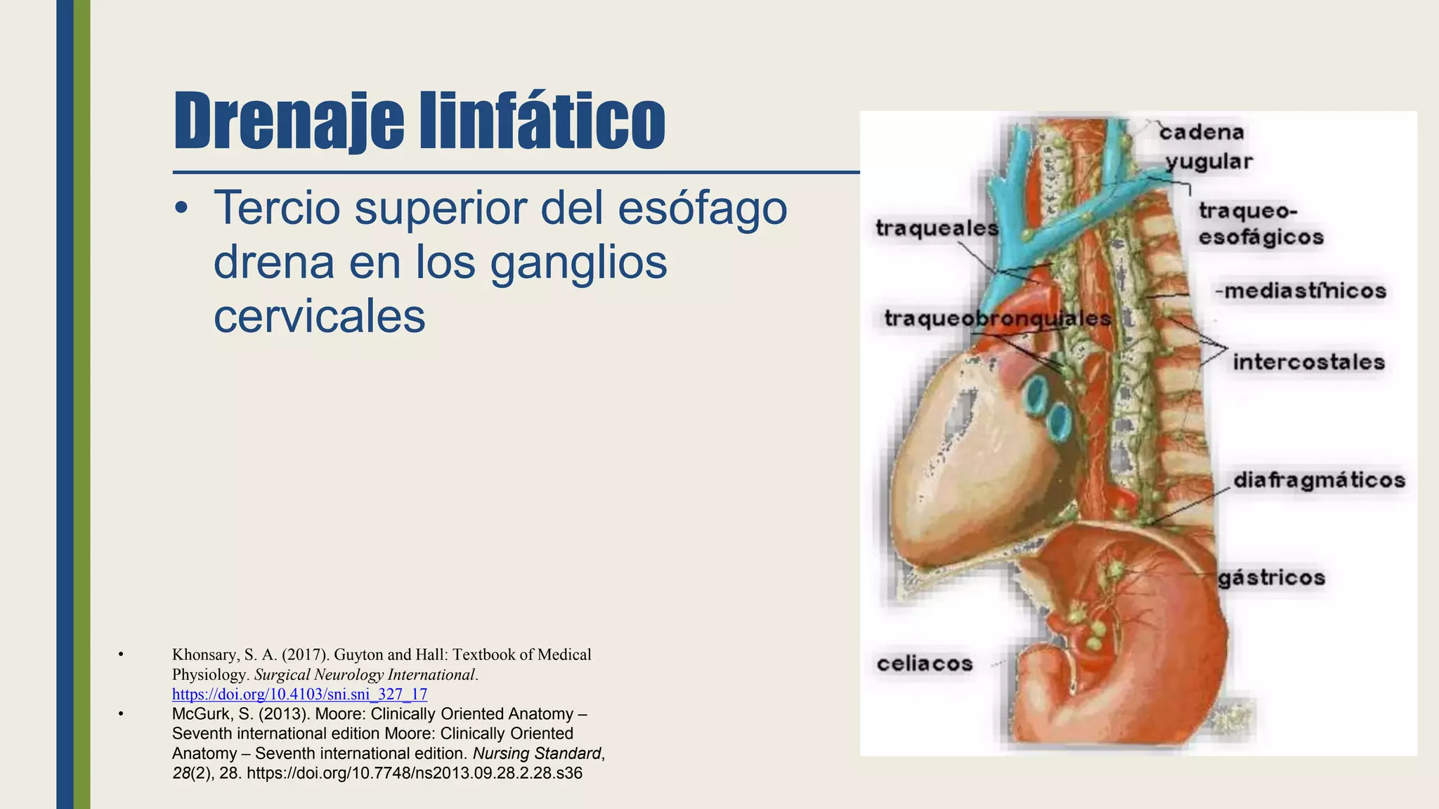 Anatomía y Fisiología del Esófago.pptx