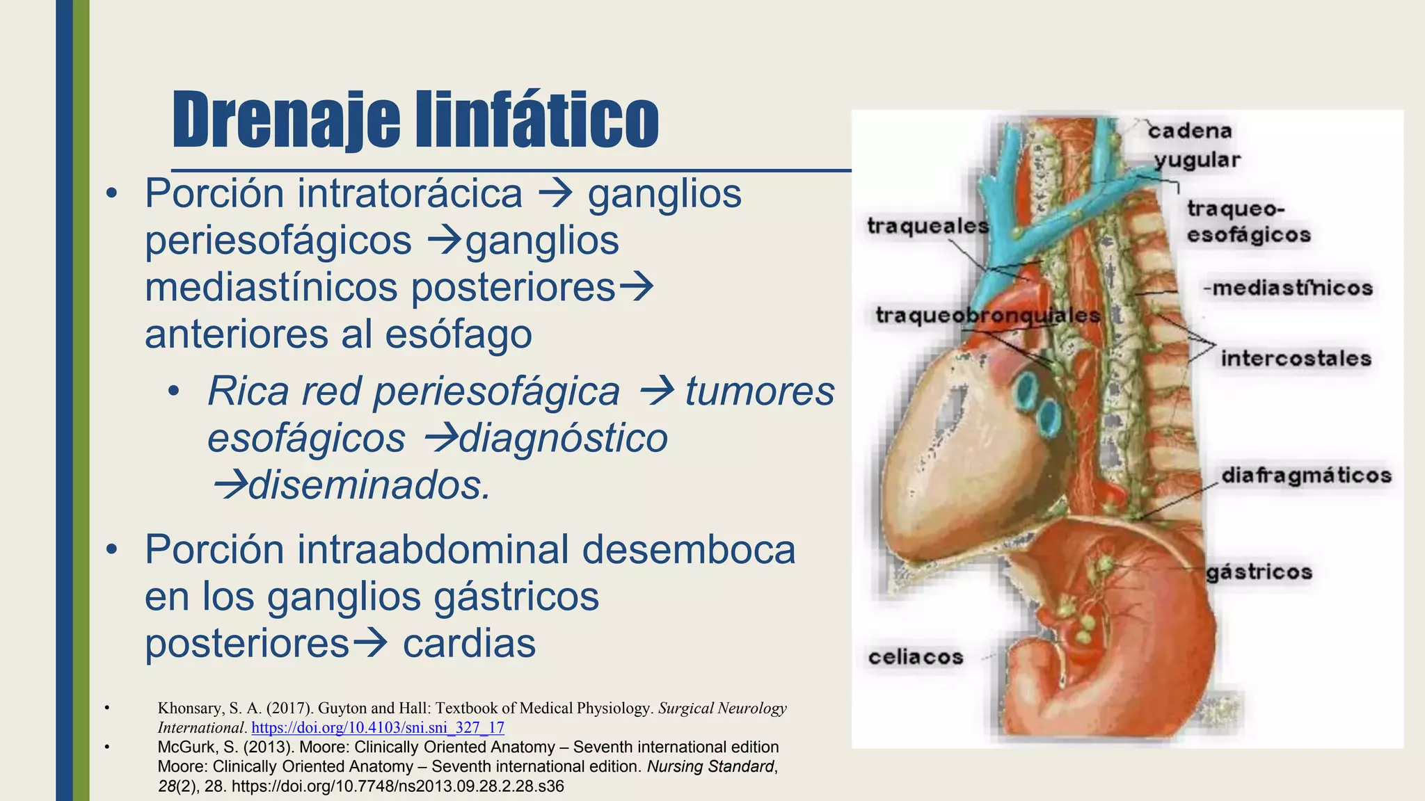 Anatomía y Fisiología del Esófago.pptx