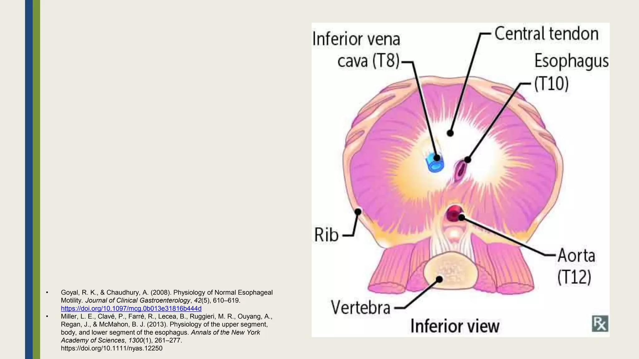 Anatomía y Fisiología del Esófago.pptx
