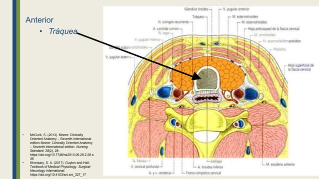 Anatomía y Fisiología del Esófago.pptx