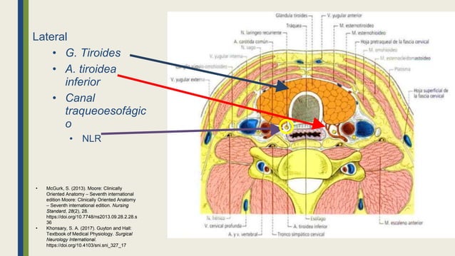 Anatomía y Fisiología del Esófago.pptx
