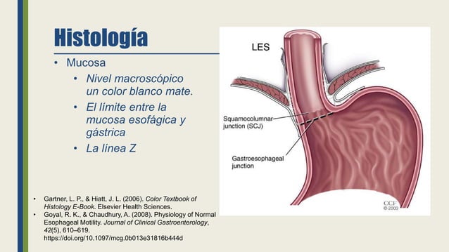 Anatomía y Fisiología del Esófago.pptx