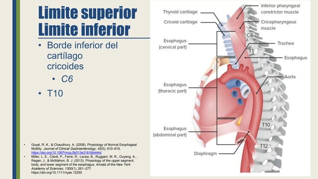 Anatomía y Fisiología del Esófago.pptx